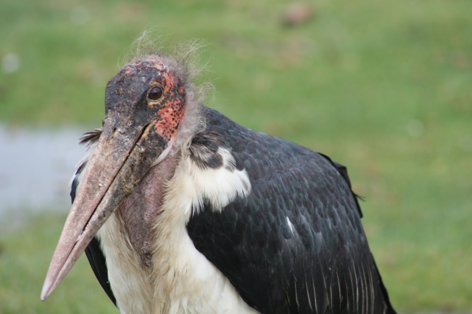 Our Vacation in Ethiopia 2010: Lake Hawassa