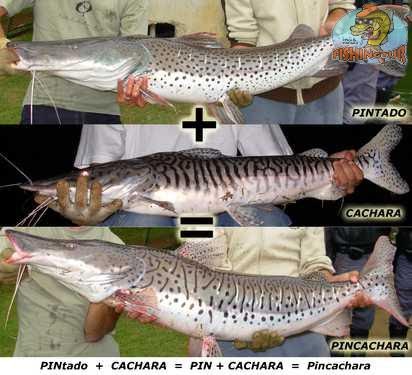 MUDAMOS PARA-www.companhiadapesca.blogspot.com: Cachara , pintado e ...