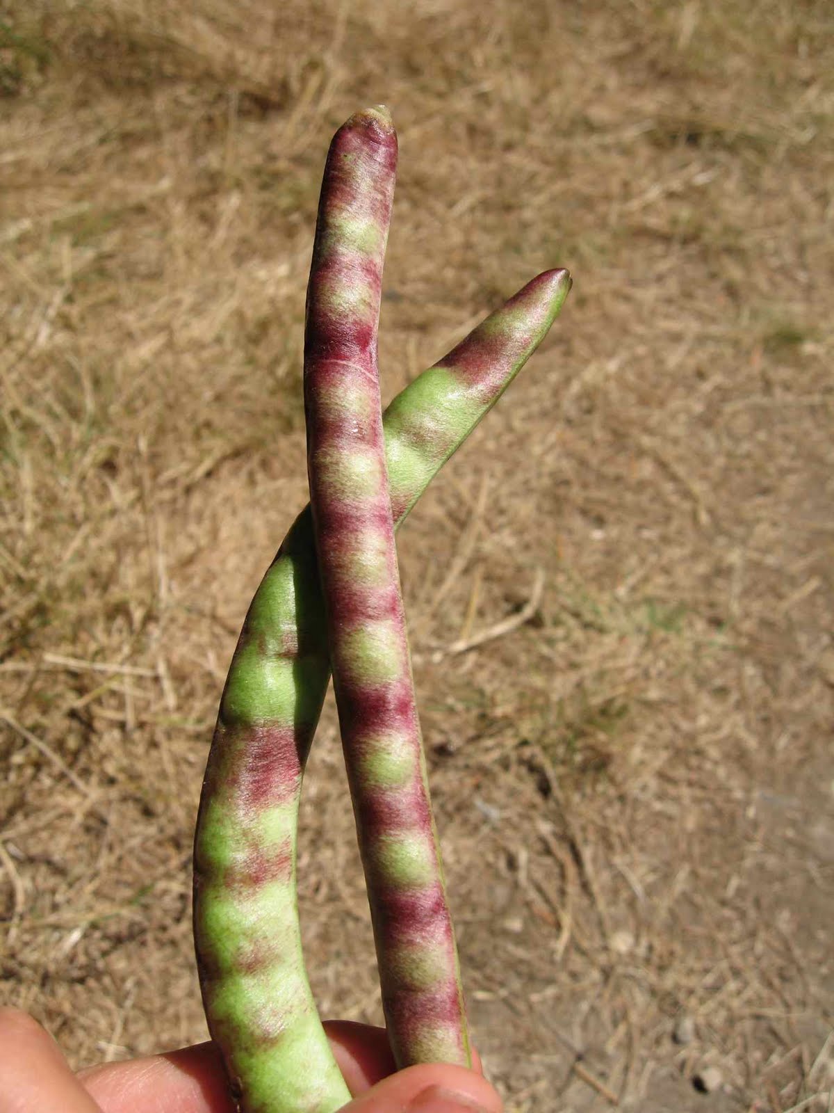 weird vegetables: Black-Eyed Peas in Pink and Green