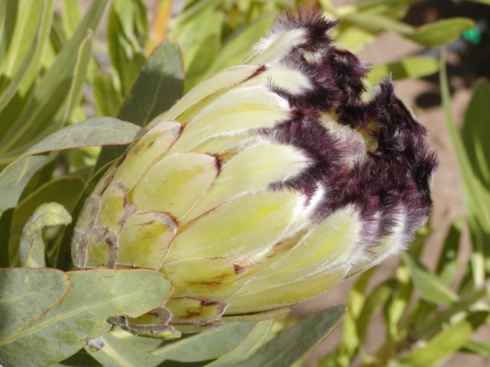A Passion for Flowers: Protea Neriifolia – Oleander Leaf Protea