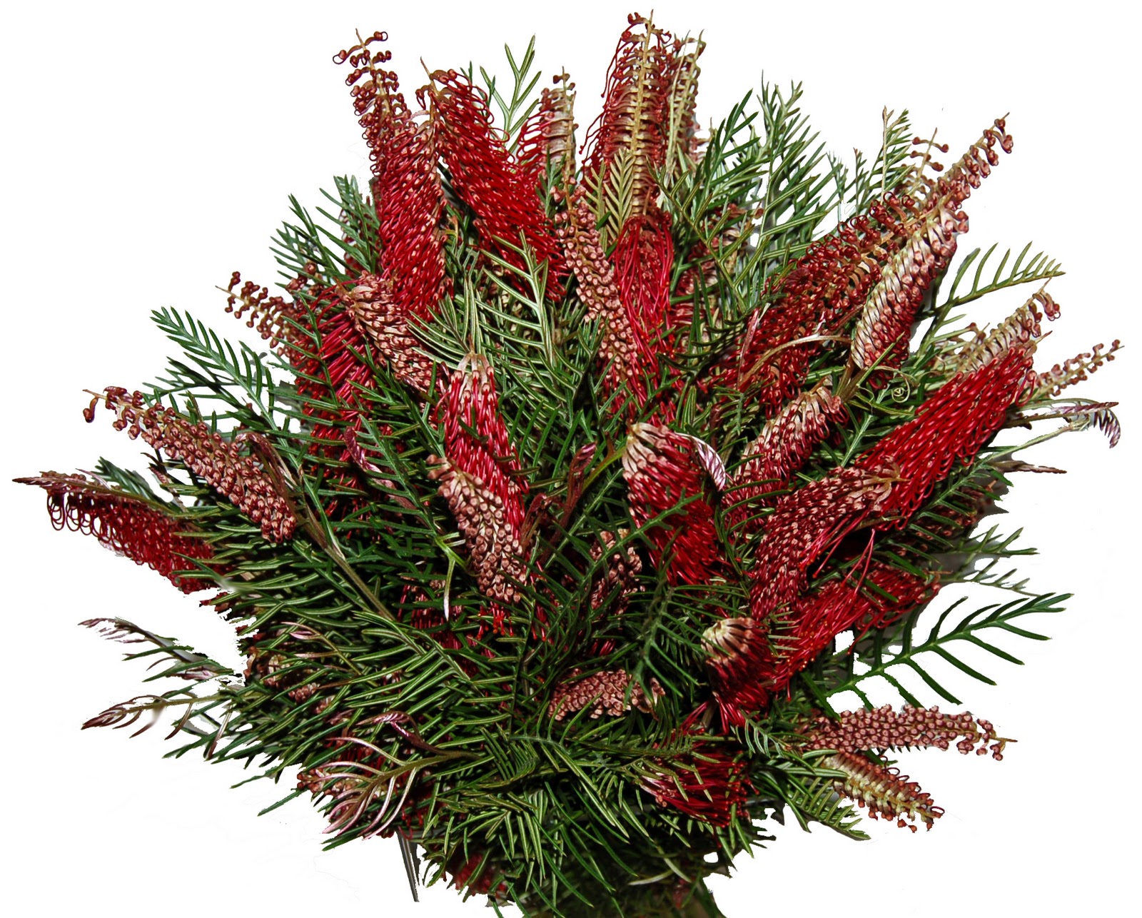 A Passion for Flowers: Grevillea