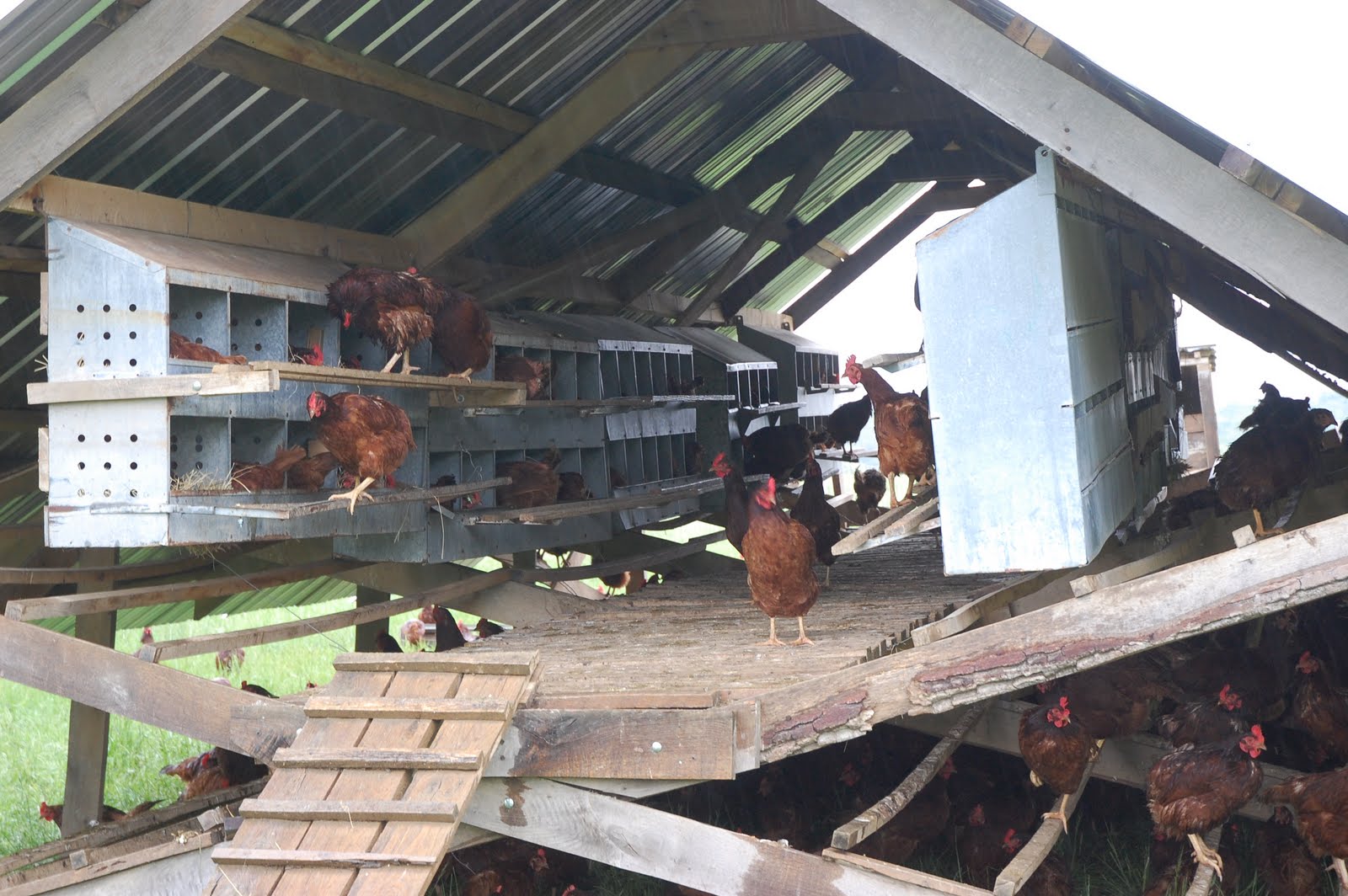 Jon Criss' Blog: Polyface Farm