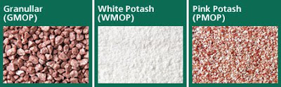 Pupuk Majemuk NPK PELANGI: RED vs.WHITE POTASH: Apa Bedanya?
