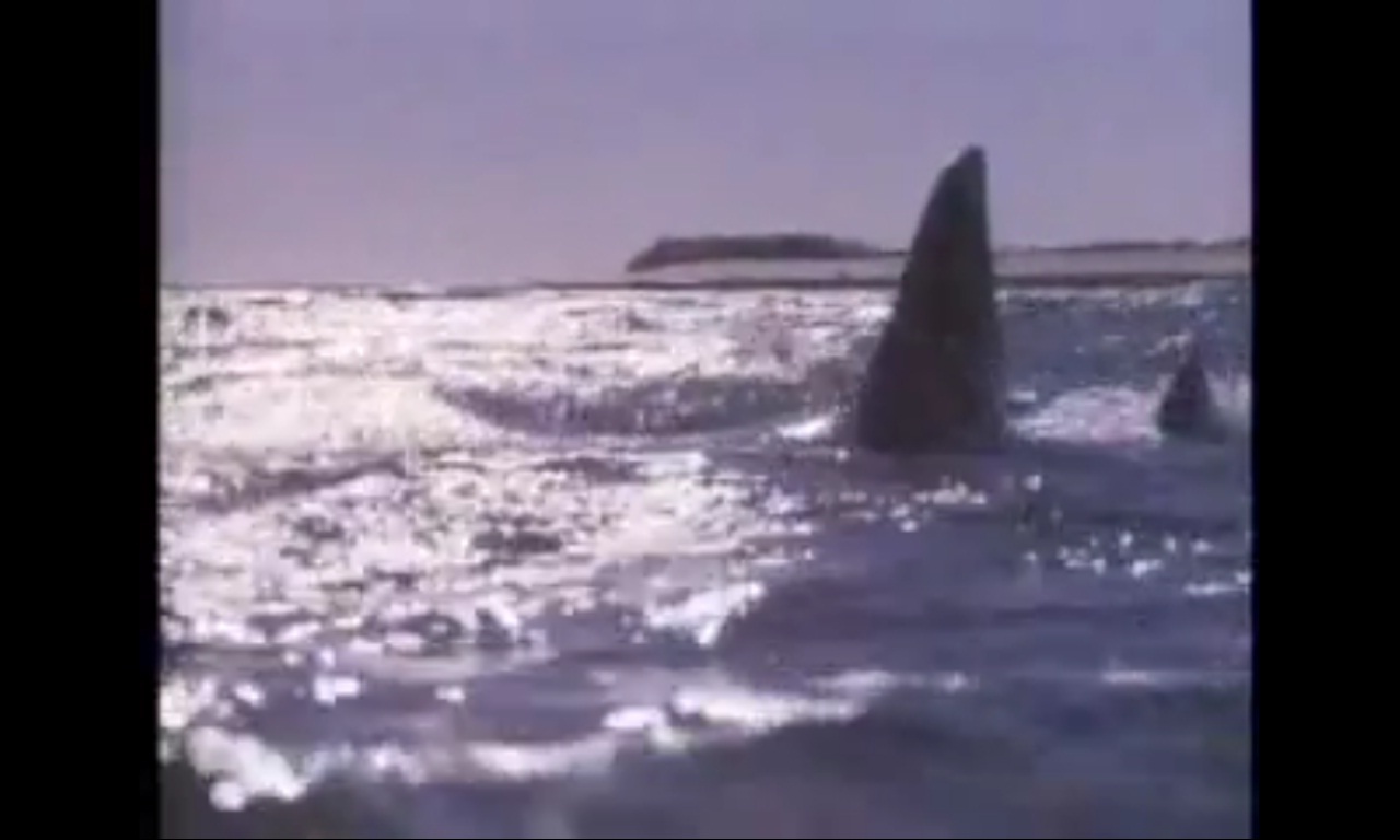 Animals in soap operas (a bestiary): Baywatch: Jill is attacked by a ...