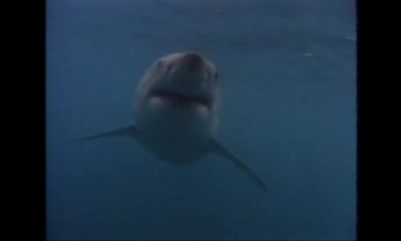 Animals in soap operas (a bestiary): Baywatch: Jill is attacked by a ...