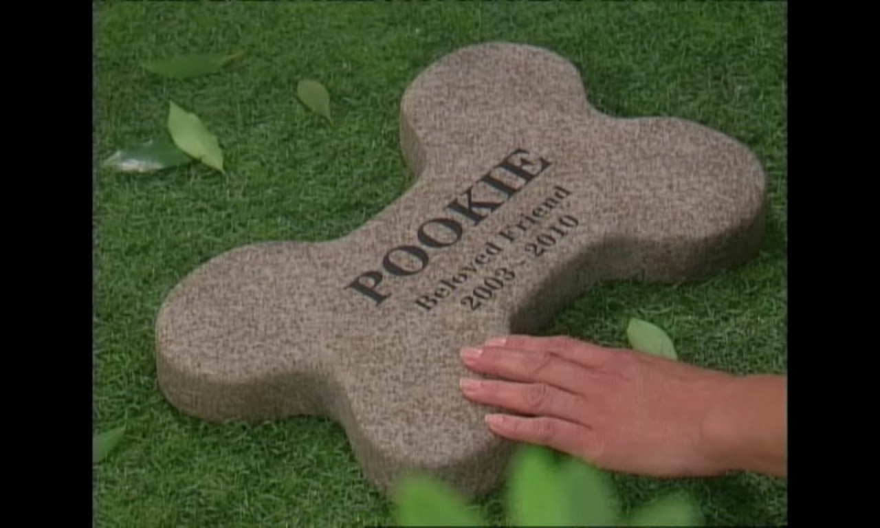 Animals in soap operas (a bestiary): Days of our Lives: Released from ...