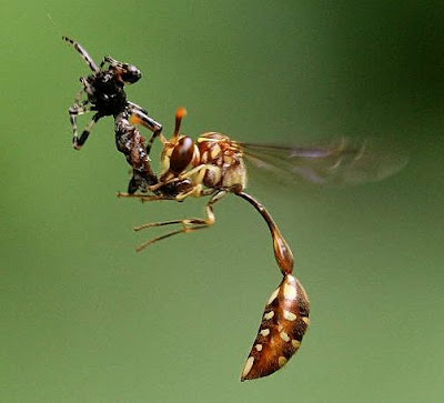 Fat Knowledge: Wasp Catches Spider Mid-Flight