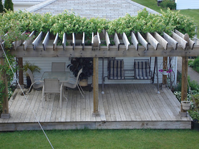 Back Yard Wonder: grape vines growing on the pergola