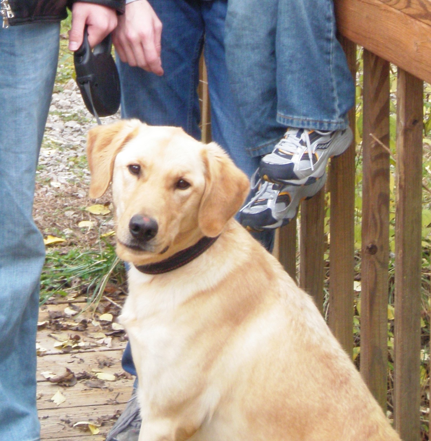 Slowly-- Slowly Climb Mt. Fuji!: Our Maple Dog