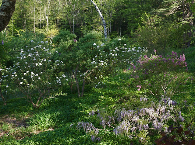 Flower Hill Farm: Wisteria Hysteria!