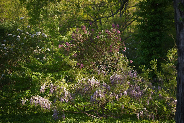 Flower Hill Farm: Wisteria Hysteria!