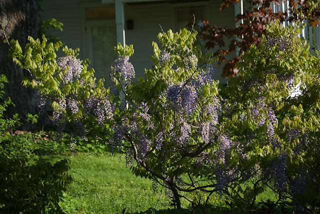 Flower Hill Farm: Wisteria Hysteria!