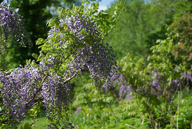 Flower Hill Farm: Wisteria Hysteria!