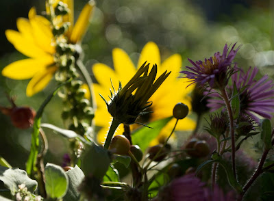 Flower Hill Farm: September 2009
