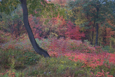Flower Hill Farm: Soft Focus Fall Landscape