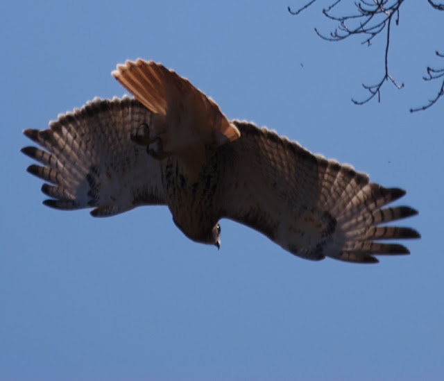 Flower Hill Farm: Radiant Resident Red-tailed Hawk