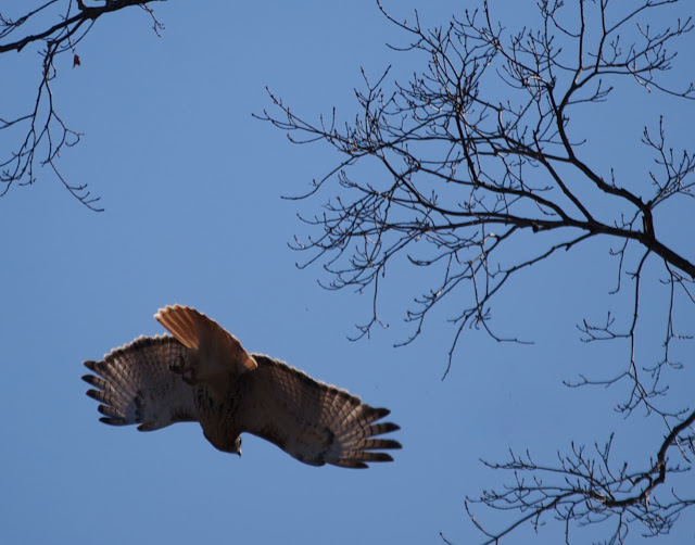 Flower Hill Farm: Radiant Resident Red-tailed Hawk