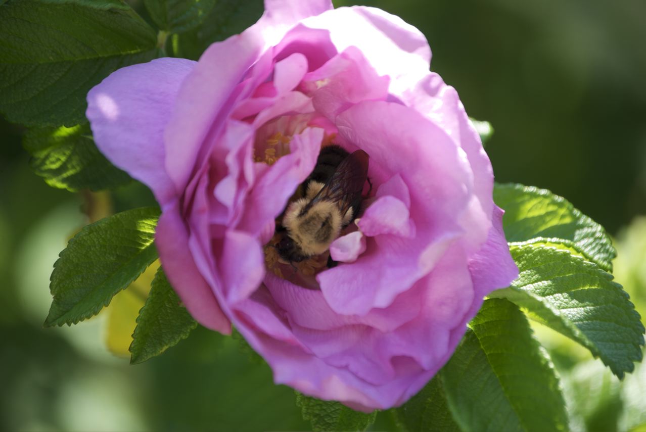 Flower Hill Farm: Lilacs and Roses Lavender Pink and Mauve Tones