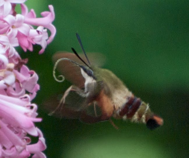 Flower Hill Farm: Hummingbird Hawk Moth Wordless Wednesday