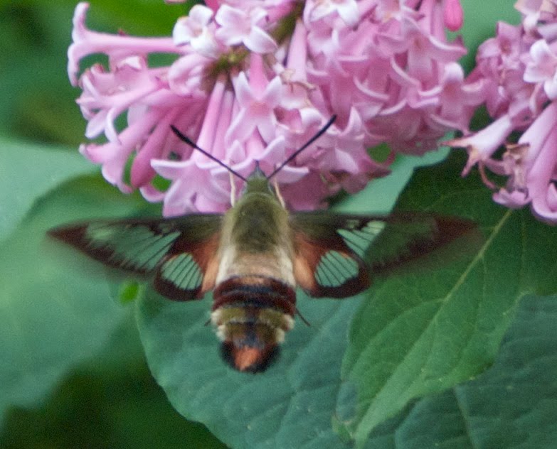 Flower Hill Farm: Hummingbird Hawk Moth Wordless Wednesday