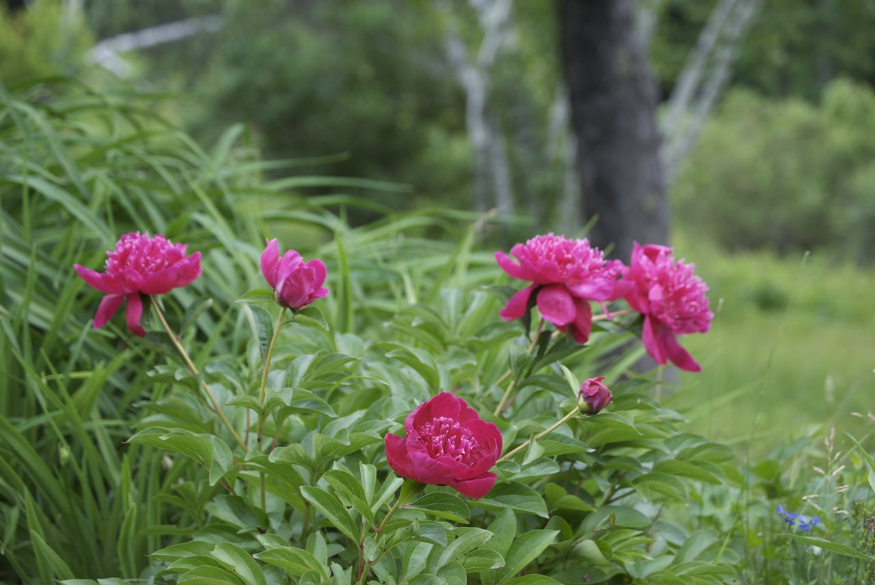 Flower Hill Farm: June 2010