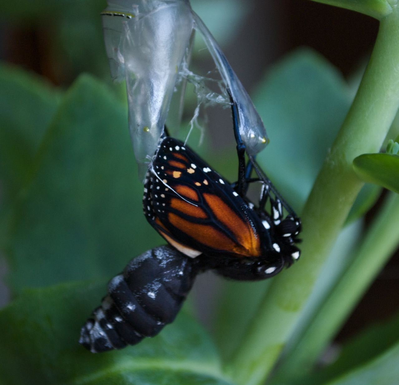 Carol Duke Photography: Monarch Metamorphosis