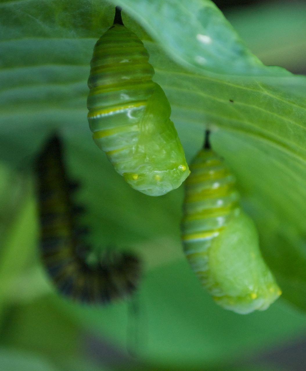 Flower Hill Farm: Captivating Chrysalis Curtain Rising Monarch ...