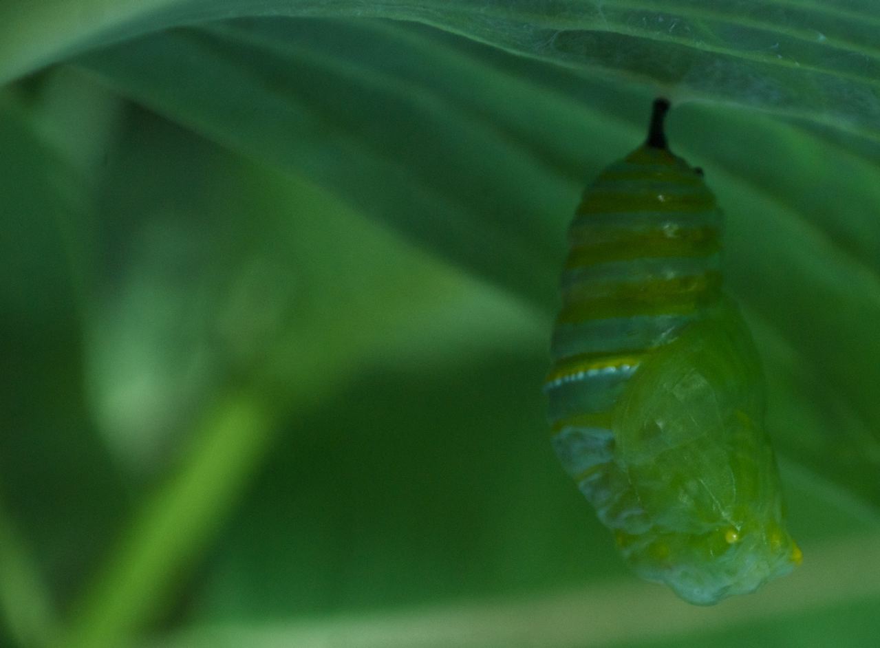 Flower Hill Farm: Captivating Chrysalis Curtain Rising Monarch ...