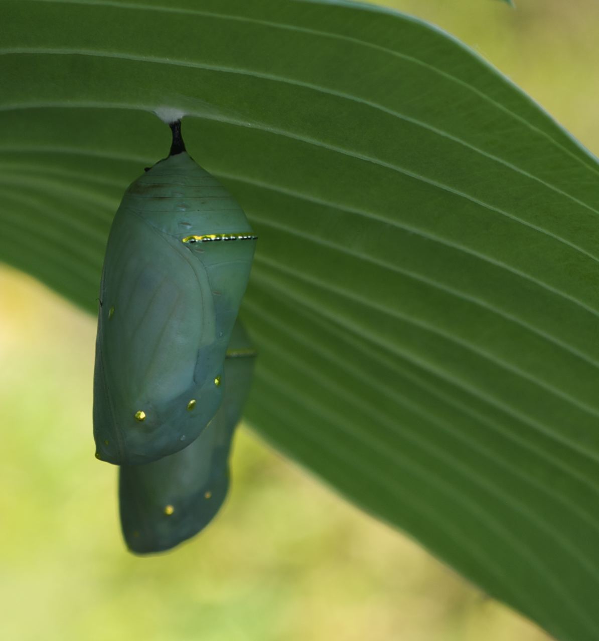 Flower Hill Farm: Captivating Chrysalis Curtain Rising Monarch ...