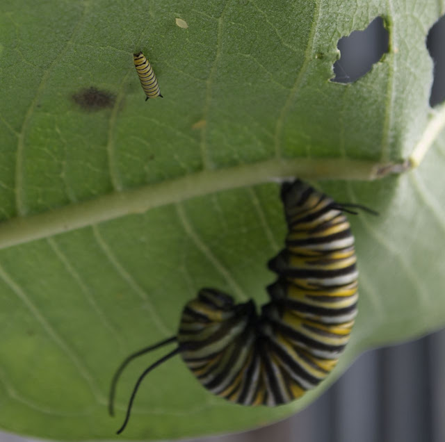 Flower Hill Farm: Captivating Chrysalis Curtain Rising Monarch ...