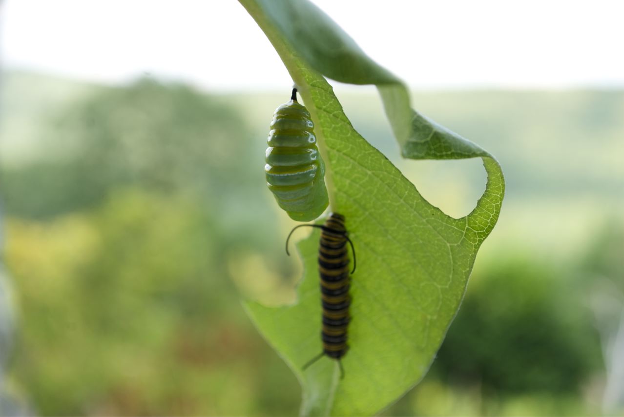 Flower Hill Farm: Captivating Chrysalis Curtain Rising Monarch ...