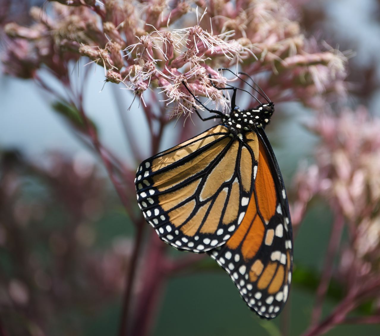 Flower Hill Farm: Monarch Marveler Momentous Migration