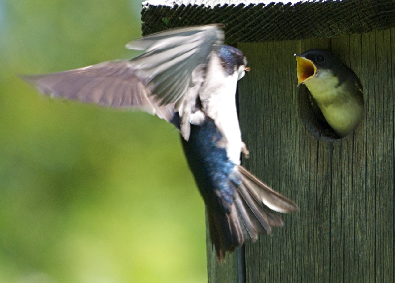 Flower Hill Farm: Bird Review Part Vll Parenting Tree Swallows and ...