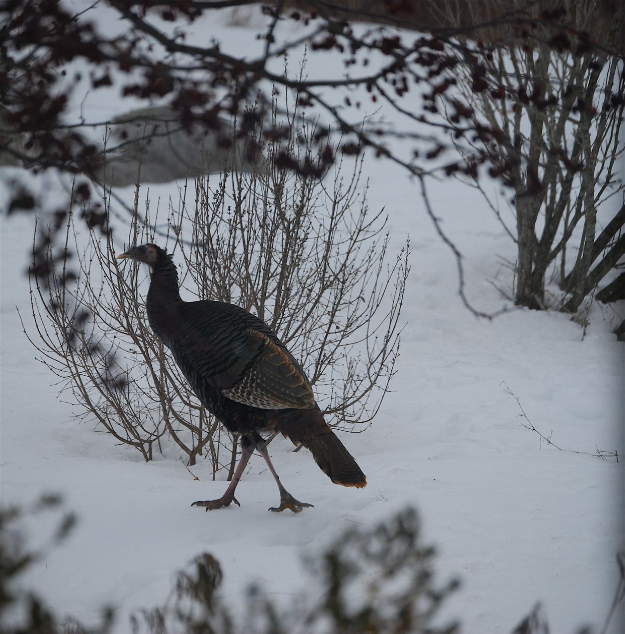 Flower Hill Farm: January 2011