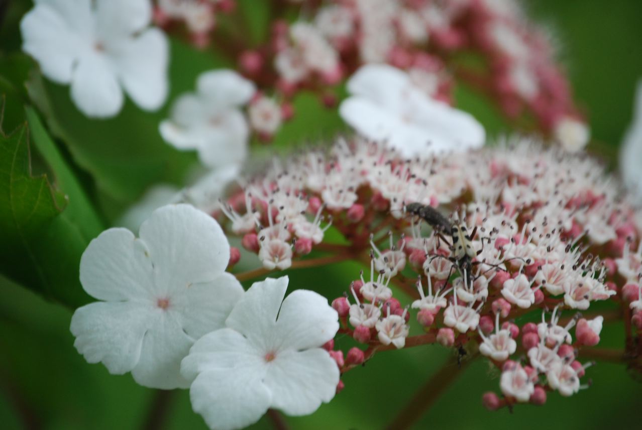 Flower Hill Farm: Birds in Review Part XIV 'Living Bird Feeders' More ...