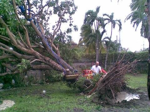 From California to Texas: Fallen Mango Tree