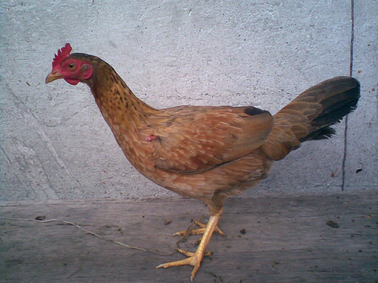 Gallina amarilla separada por encargo para Nariño Pasto