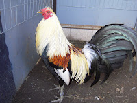 Conferencia: Los Gallos