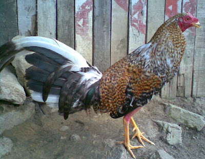 Gallo jabao moro o grillo del criadero de los zorro