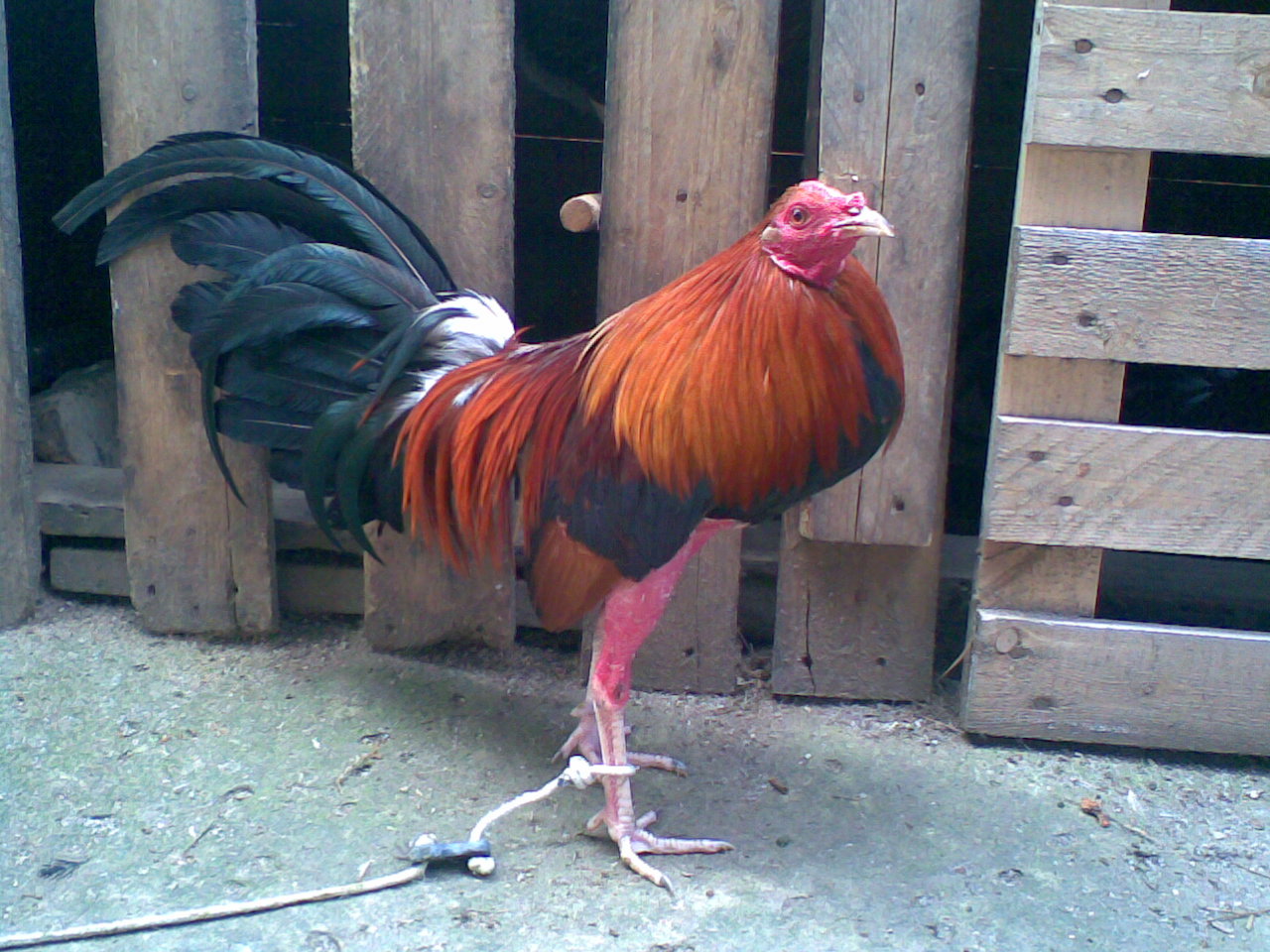 Gallo colorado pico de lanza de criadero de los zorro