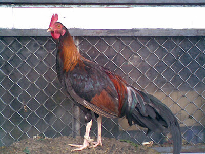 Pollito colorado morado del criadero de los zorro