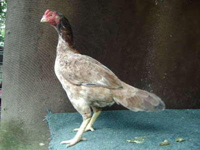 Gallina de raza asil