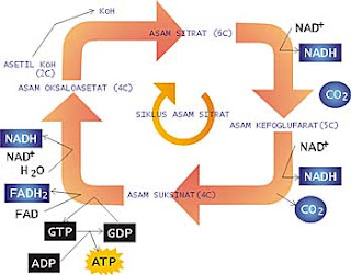 Physio_NV: Siklus Krebs dan Transpor Elektron