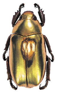 Live from the Logosphere: Unveiling the Golden Scarab, The Beetles, and ...