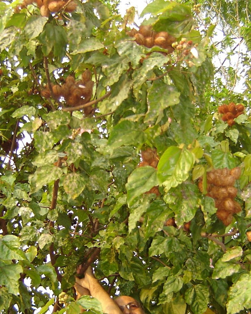 Multivias: Via Verde: Nosso Colorau, o Urucum