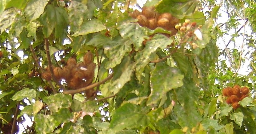 Multivias: Via Verde: Nosso Colorau, o Urucum