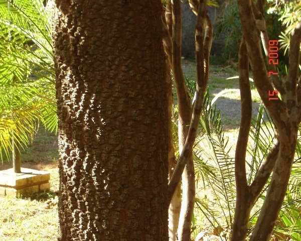 Multivias: Via Natureza: Série Cerrado - III: Angico - Tronco e Galhos