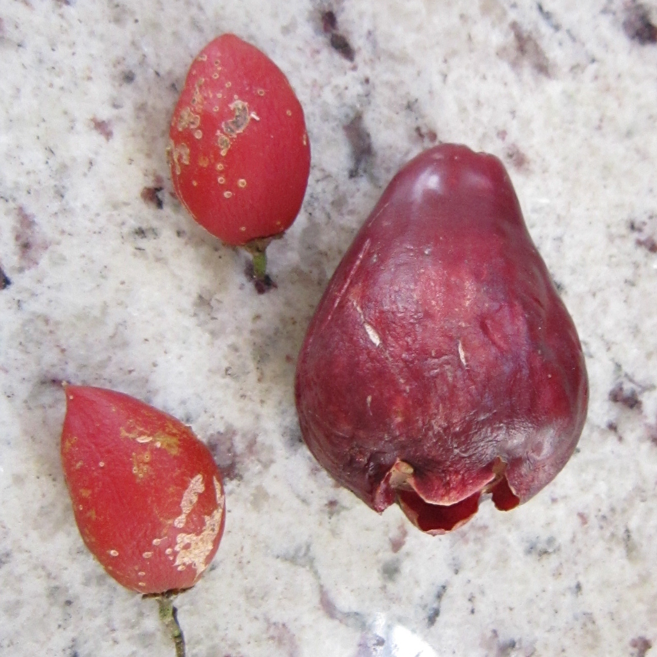 Multivias: Via Verde: Pequena, Vermelha e Adocicada: Que fruta é essa?