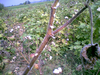 Singh: Mealy Bug Attack on Cotton (Phenacoccus solenopsis)