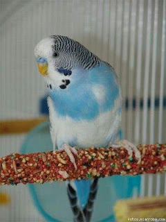 El rincón de los animales